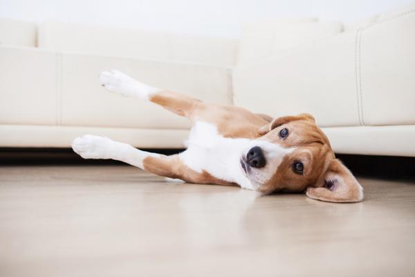 How to Pompe your Dog at Home – Dot Environment