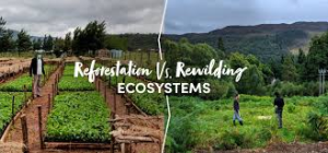 What is Rewilding in Architecture? – Dot Environment